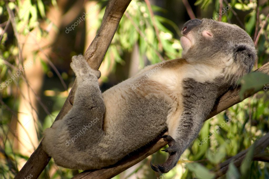 Lazy Koala — Stock Photo © woodstock #8295984