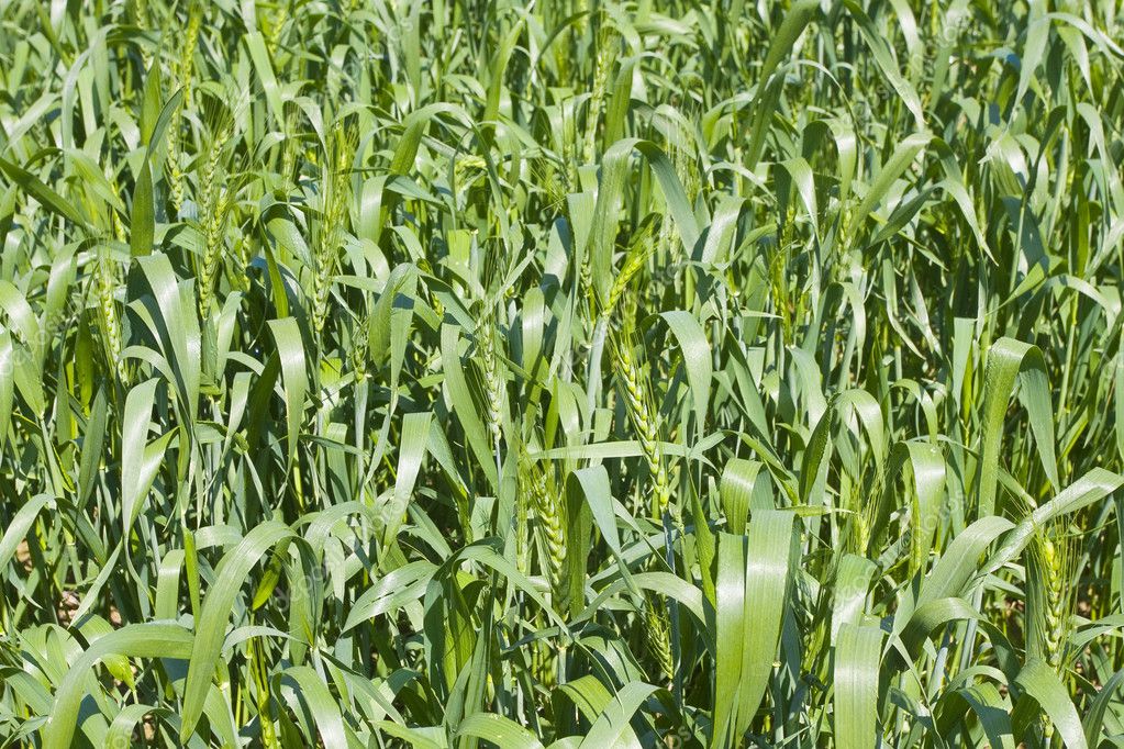 Green wheat background Stock Photo by ©ivga 9590440