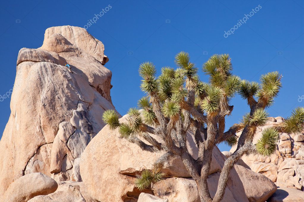 Rock Climb Yucca Brevifolia Mojave Desert Joshua Tree National Stock ...