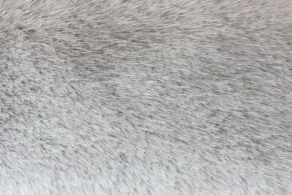 Abstract light gray polar fox fur background (texture) — Stock Photo ...