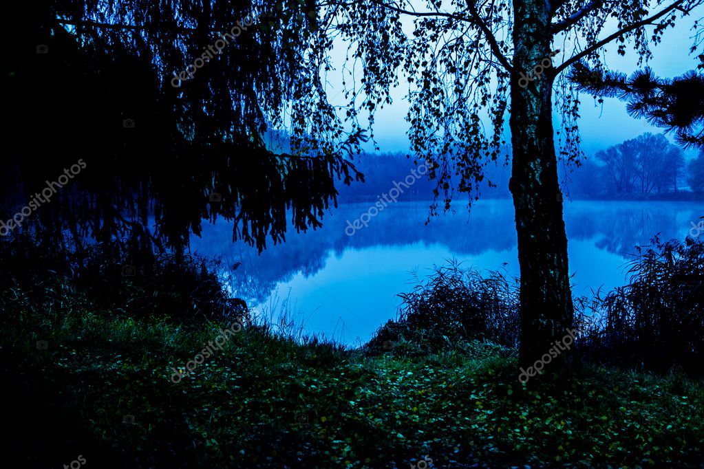 Night forest — Stock Photo © val_th #9004703