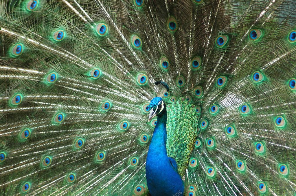 Pavão colorido — Stock Photo © AnkevanWyk #9903155