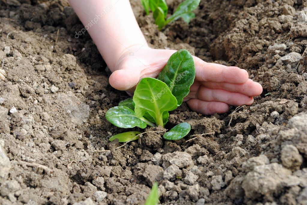 Kid hand with seedlings in the garden — Stock Photo © ilposeidone #9469229