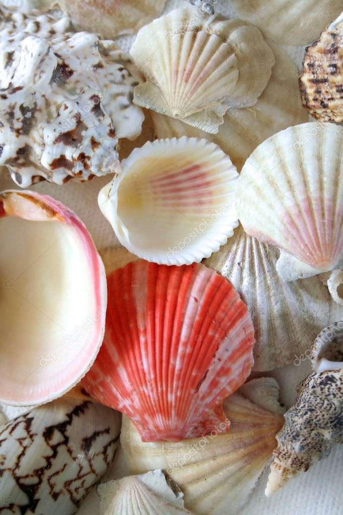Different type of shells — Stock Photo © snehitdesign #8042543