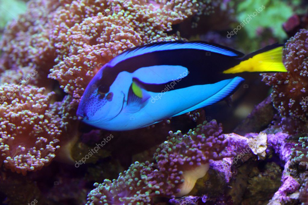 Blue Tang fish Stock Photo by ©snehitdesign 8061810