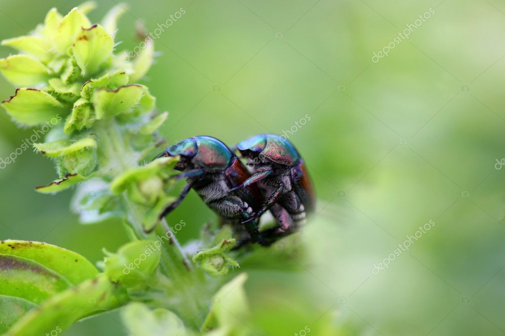 Insect mating — Stock Photo © snehitdesign #8061961