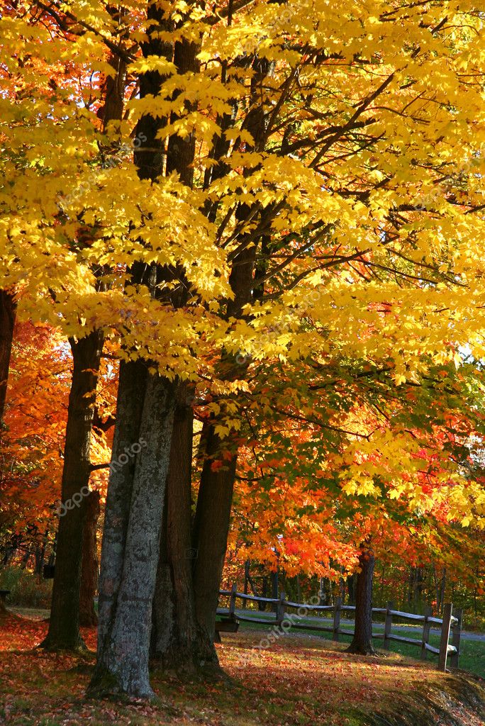 Colorful Fall Trees — Stock Photo © snehitdesign #8146137
