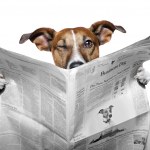 Dog reading newspaper — Stock Photo © damedeeso #8634620