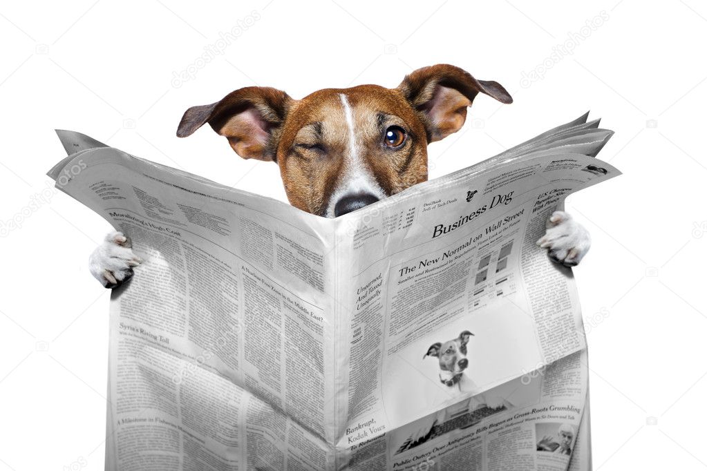 Hund lesen Zeitung und zwinkert — Stockfoto © damedeeso #8636196