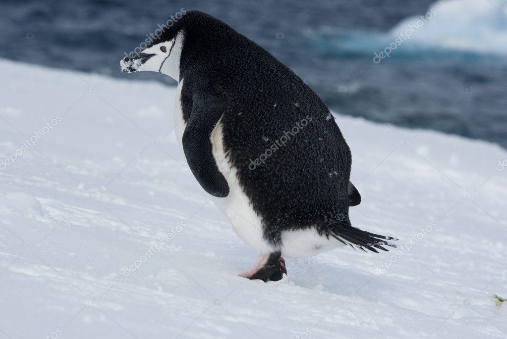 Escaping Penguin. — Stock Photo © Tarpan #9214219
