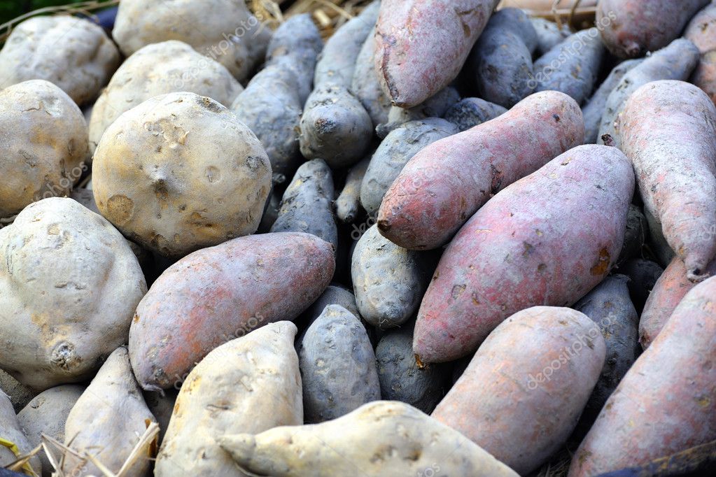 Potato — Stock Photo © kwokfai #8316729