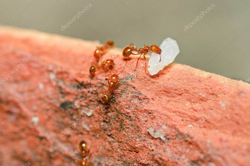 Fire ant power Stock Photo by ©SweetCrisis 9613787