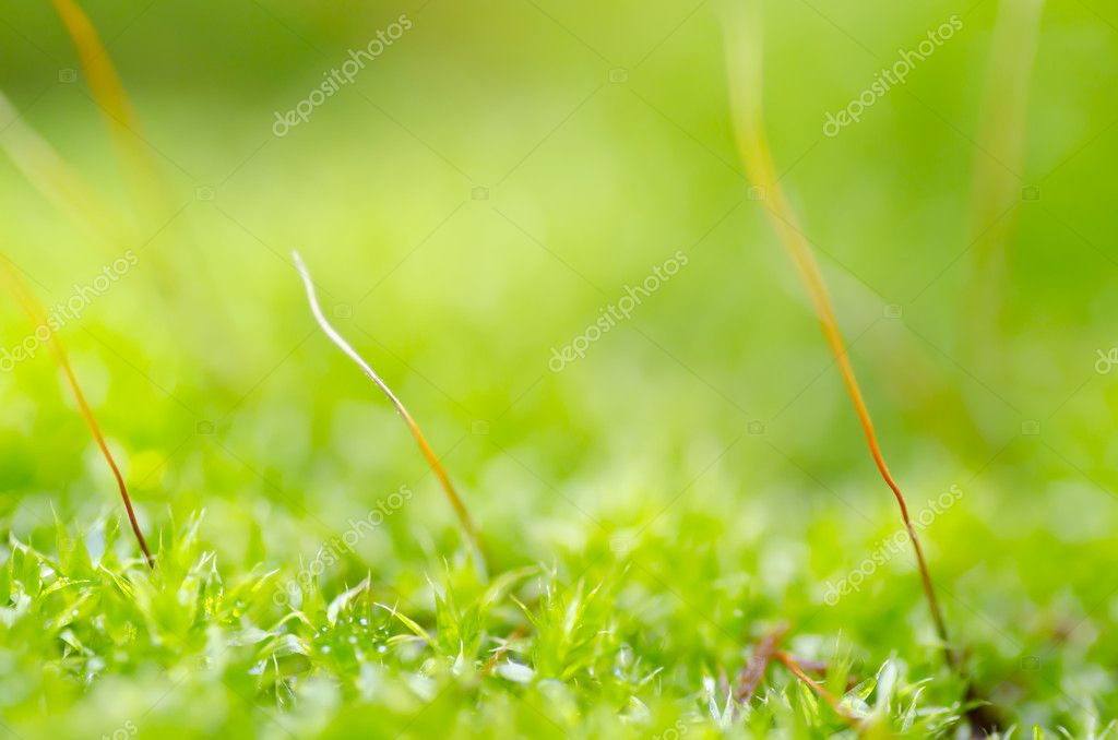 Fresh moss in green nature — Stock Photo © SweetCrisis #9671981