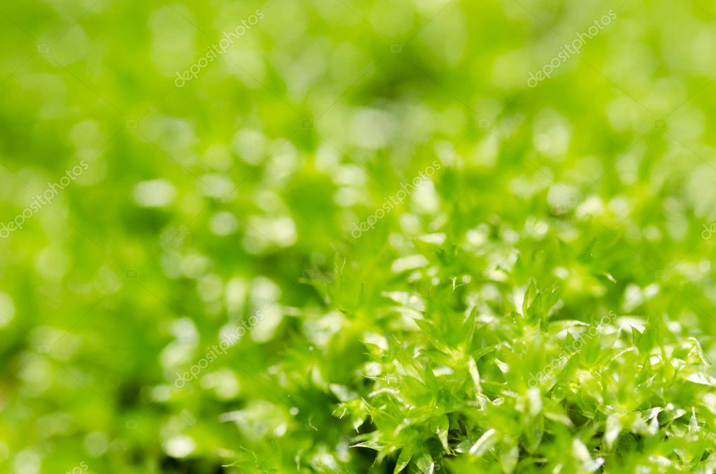 Fresh moss in green nature — Stock Photo © SweetCrisis #9672263