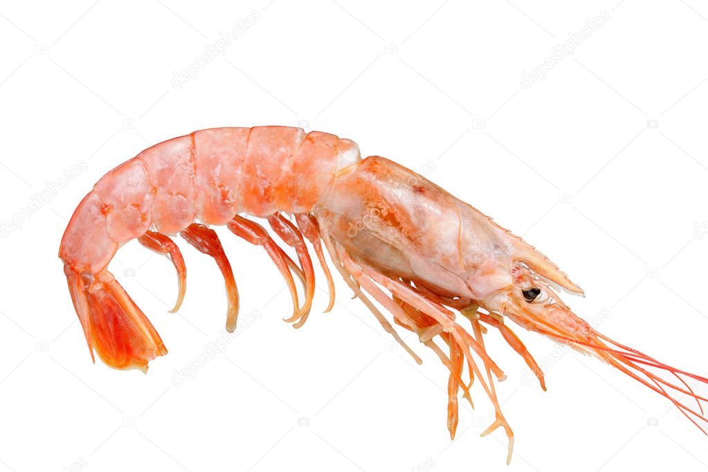 camarón rosado 1 — Fotos de Stock © pimponaco #9538665