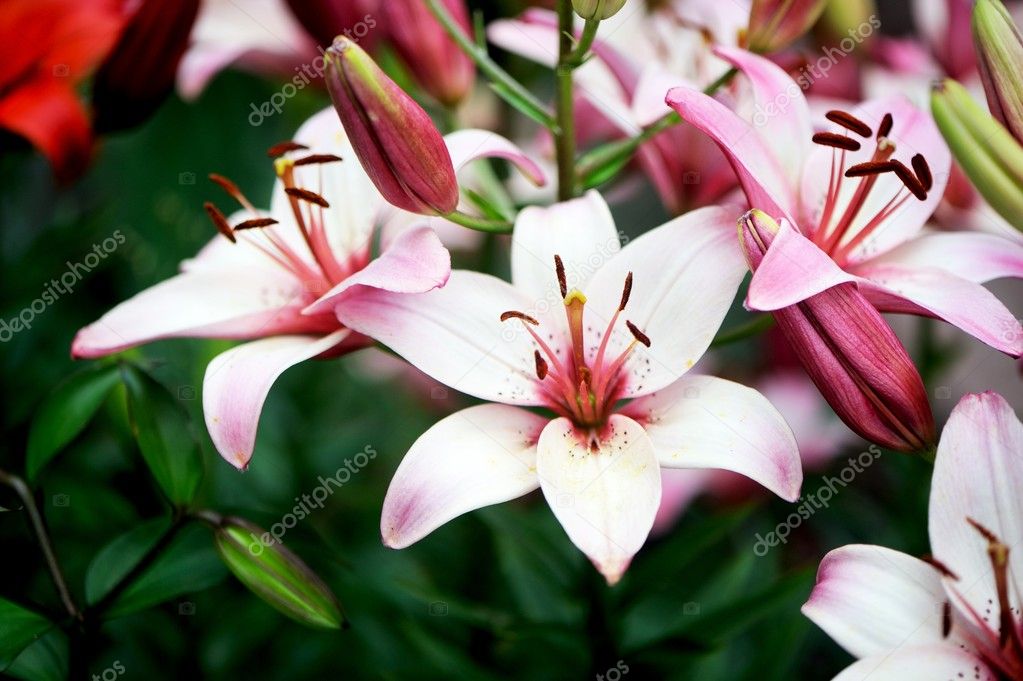 Beautiful pink lily flowers, outdoor shot — Stock Photo © alinute #9450095