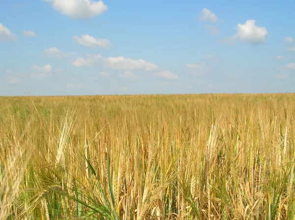 Growing wheat in ghana Stock Photos, Royalty Free Growing wheat in ...