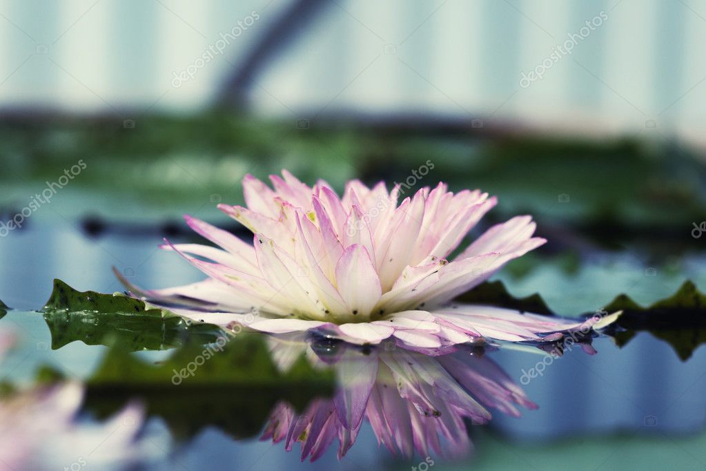 Beautiful lotus flower in nature background Stock Photo by ©piyato 10342512