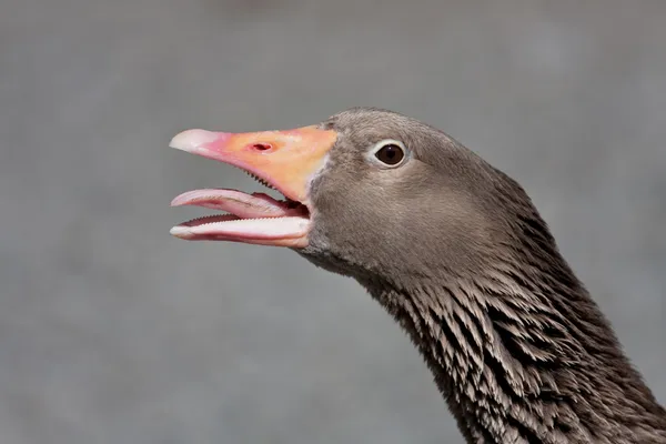 Angry goose Stock Photos, Royalty Free Angry goose Images | Depositphotos