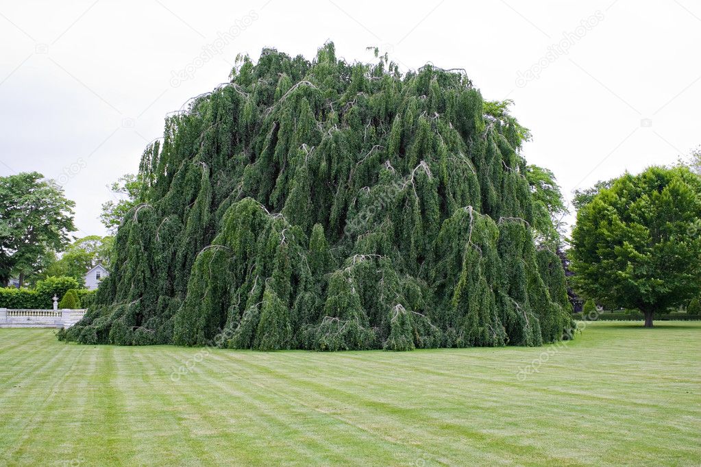 gråt bok träd — Stockfotografi © ArenaCreative #9240172