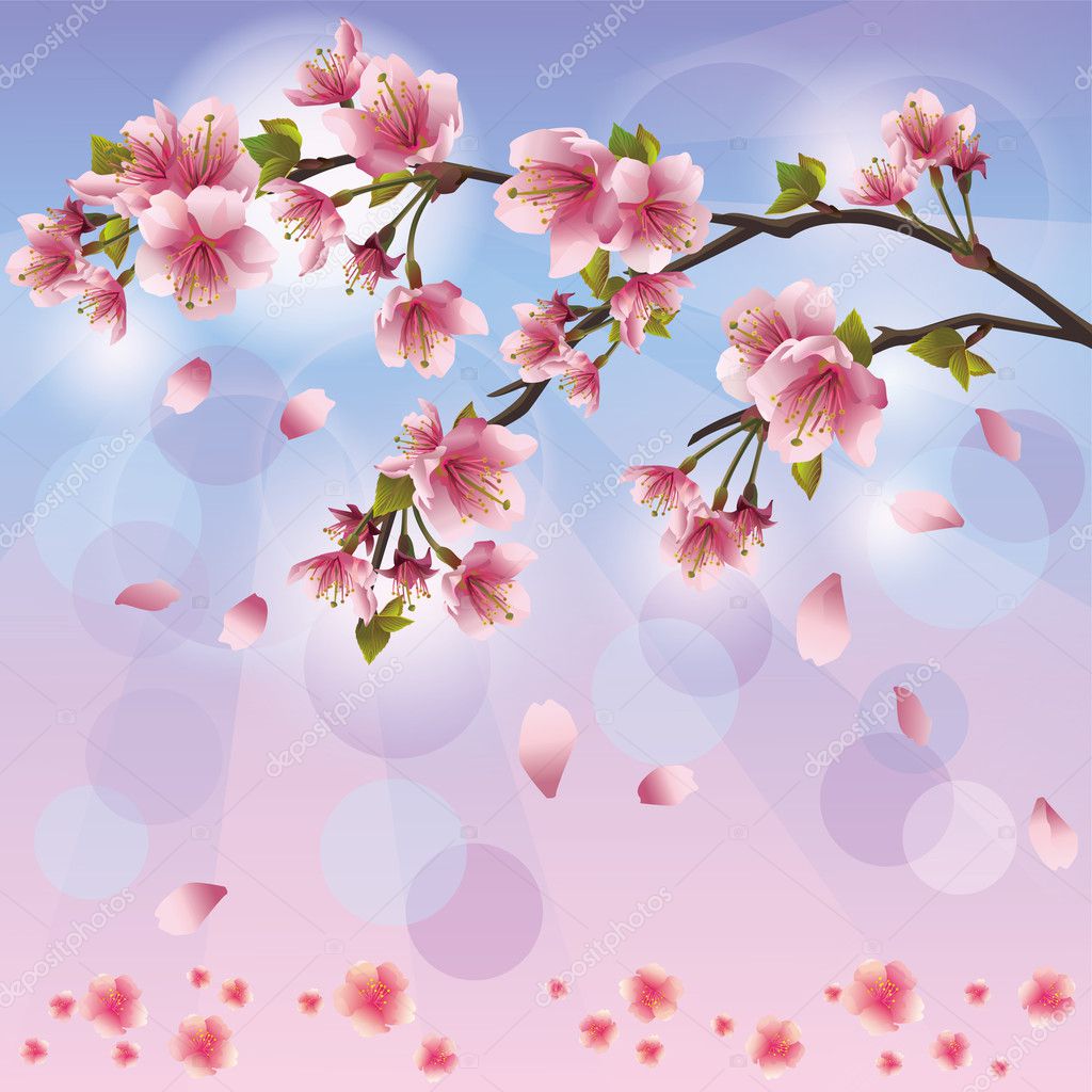 Spring background with sakura blossom - Japanese cherry tree — Stock ...