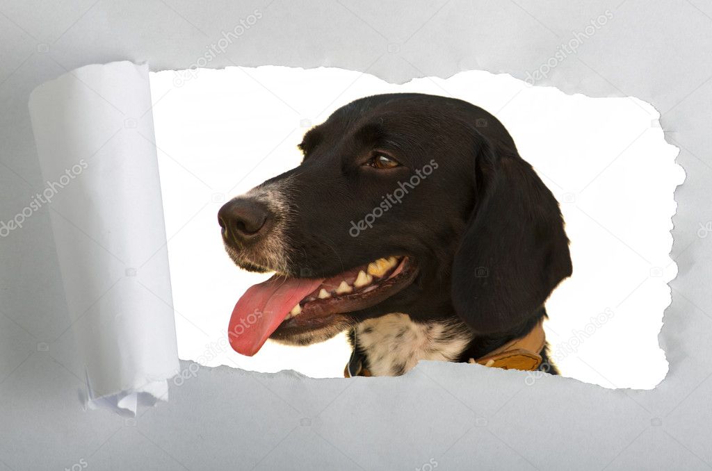 Torn Paper with dog Stock Photo by ©Orlando.B 9795047