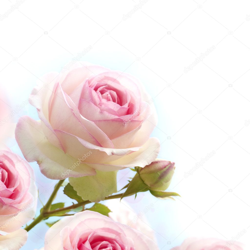 Romantic pink roses flowers background Stock Photo by ©Olivier26 10552805