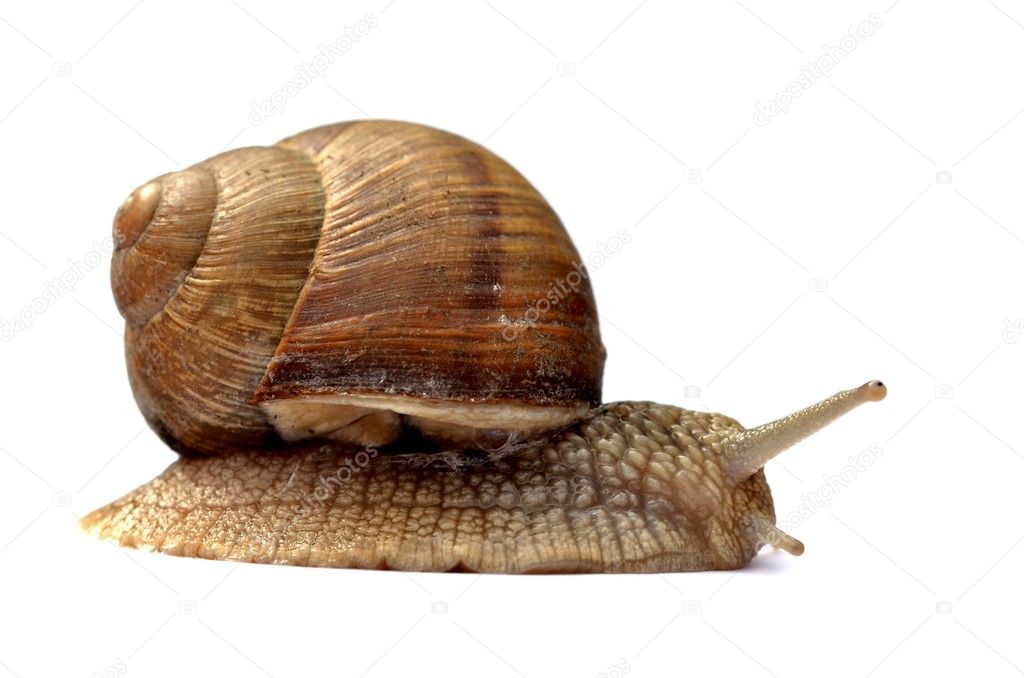 Snail isolated on white Stock Photo by ©muro 10265172