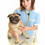 Veterinarian doctor with dog Stock Photo by ©muro 9133941