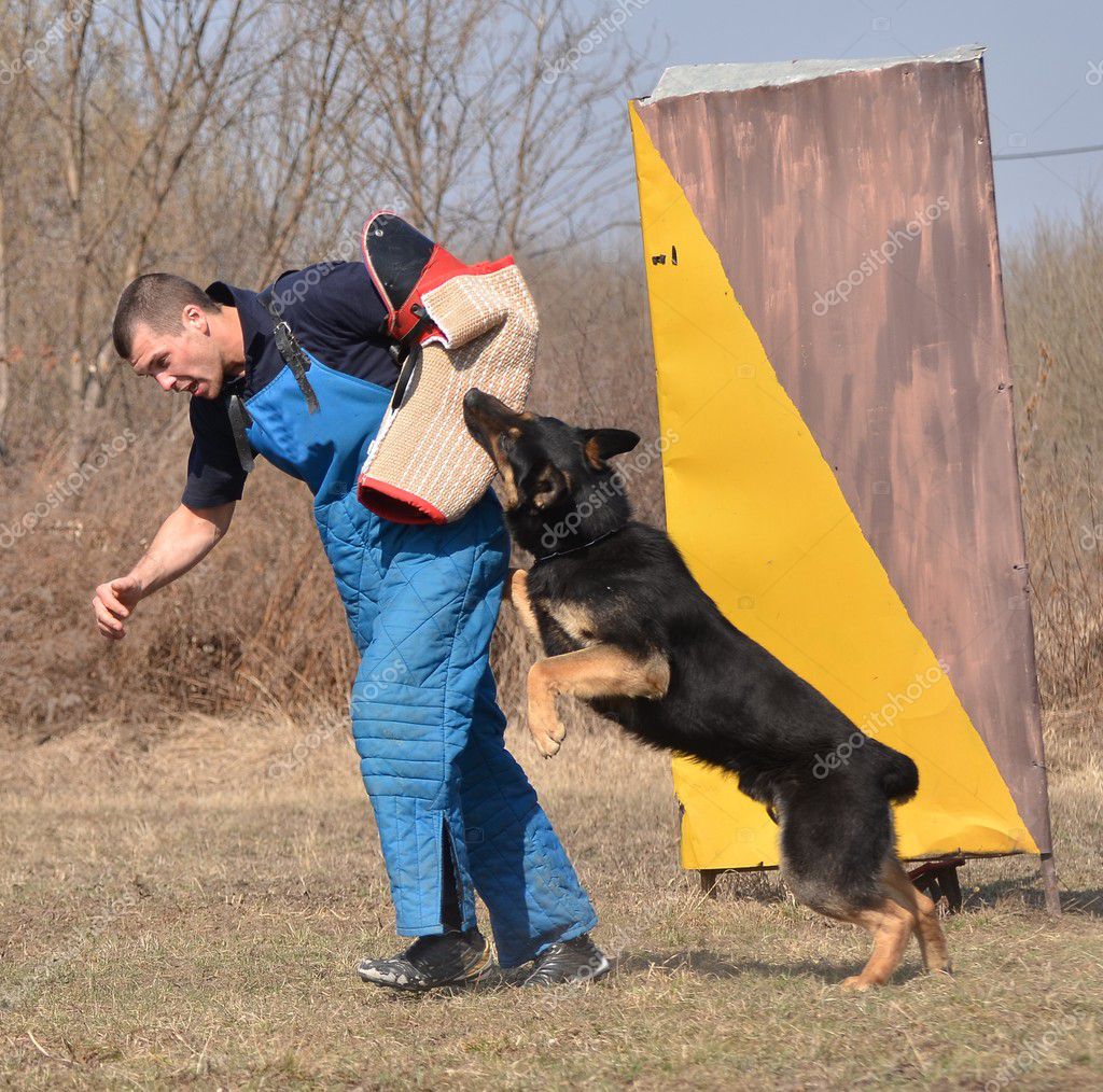 Best Trained Dogs Sale | Dog Teaching Do's And Do nots