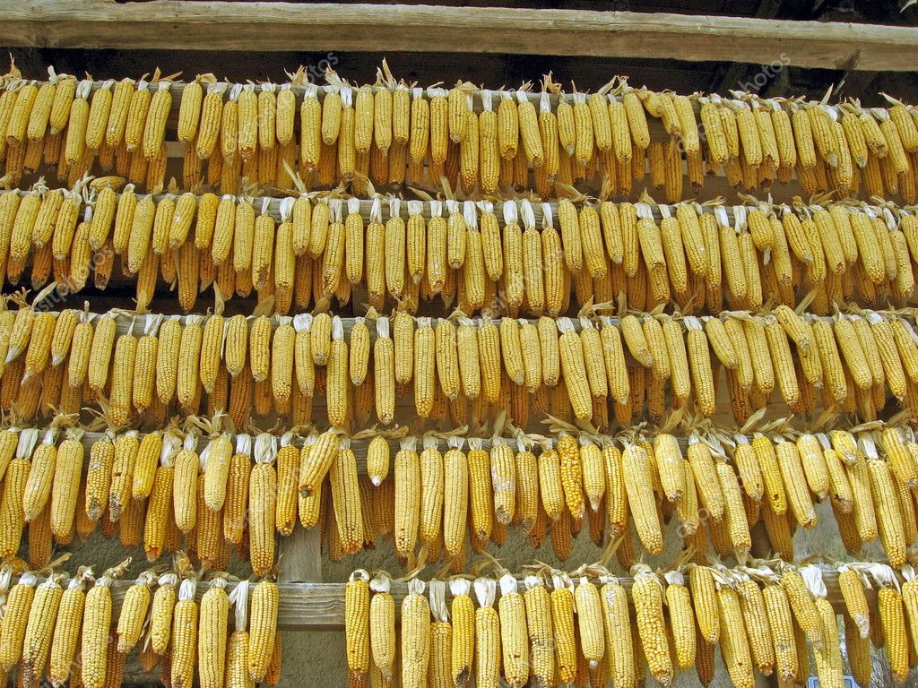 Séchage des épis de maïs sur une ferme en Italien — Photographie ...