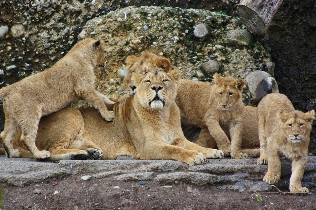 Lions Family — Stock Photo © GermanOsorio #8584767