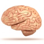 The human brain. Top view. Medical didactic anatomy illustration ...