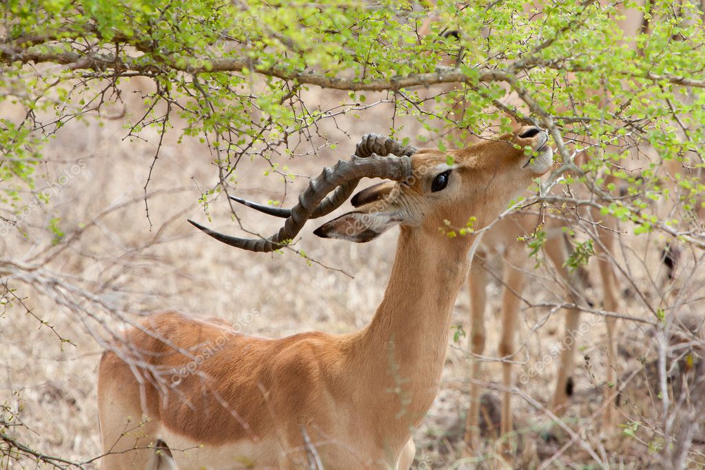 Grants gazelle eating leaves — Stock Photo © pwollinga #9631551
