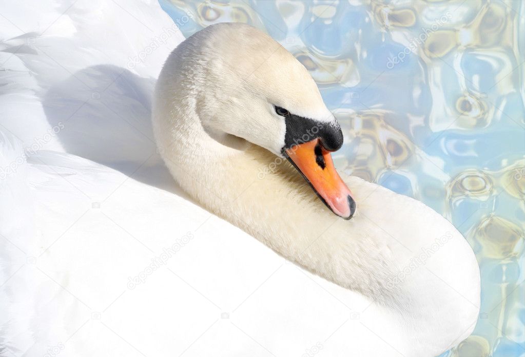 Beautiful Swan - blue abstract background — Stock Photo © renamarie ...