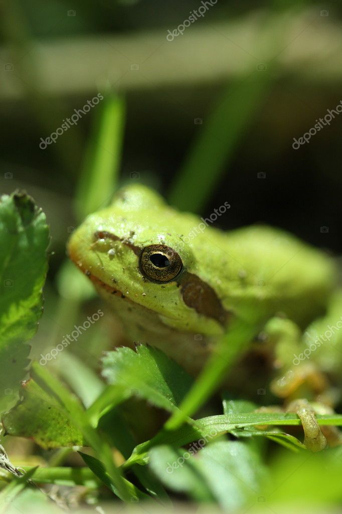 Tree frog — Stock Photo © lrlucik #10387017