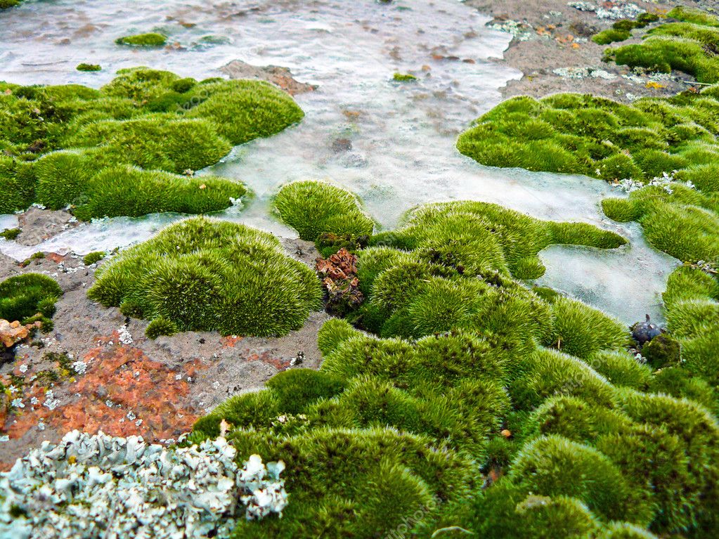 Musgos y líquenes, close-up — Foto de Stock #8273170 — Depositphotos