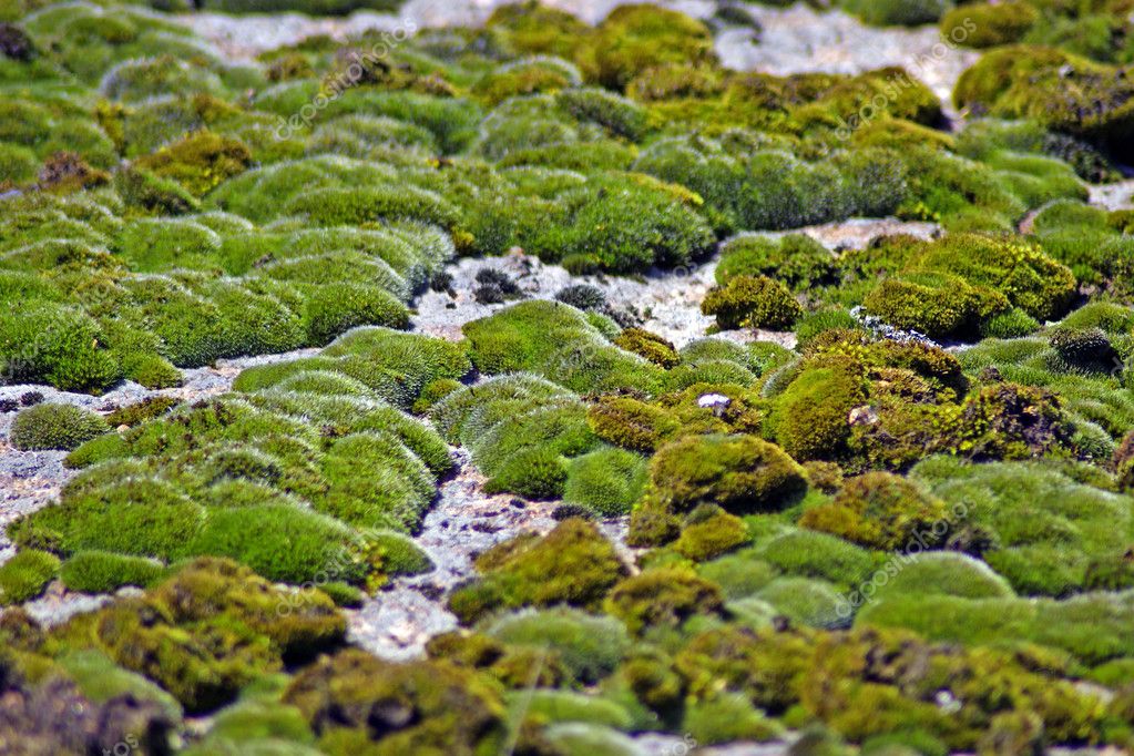 Mechy a lišejníky, close-up — Stock Fotografie © kharlamova_lv #8273236