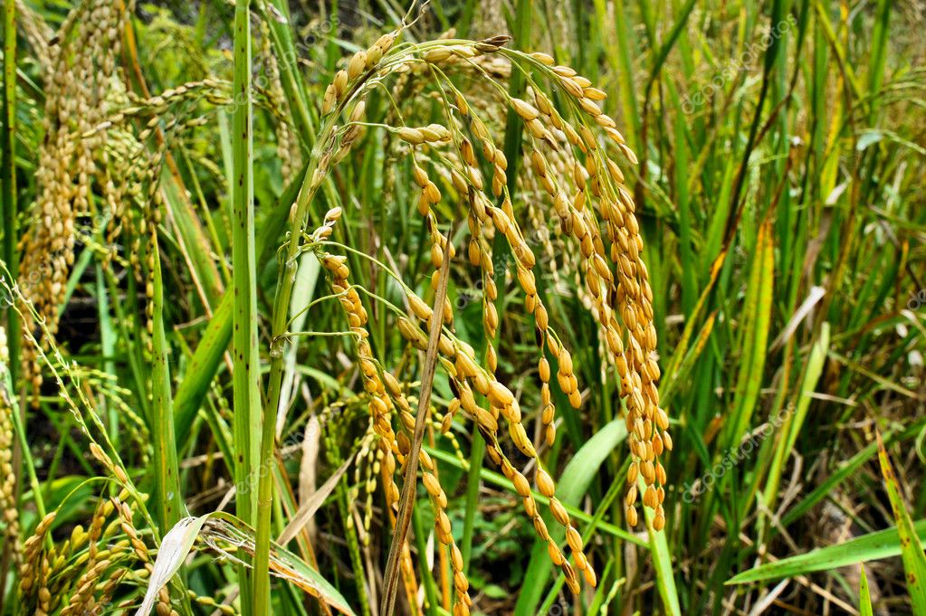 Rice plantation in the field. — Stock Photo © philserhio #8641805