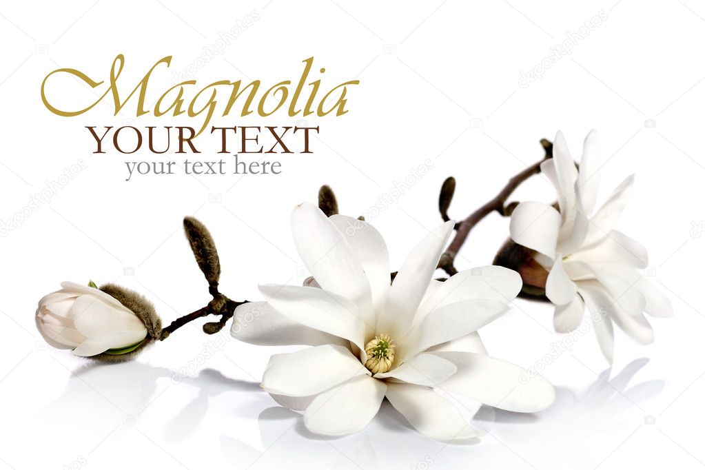 Magnolia flower border — Stock Photo © Pics4ads #9700775