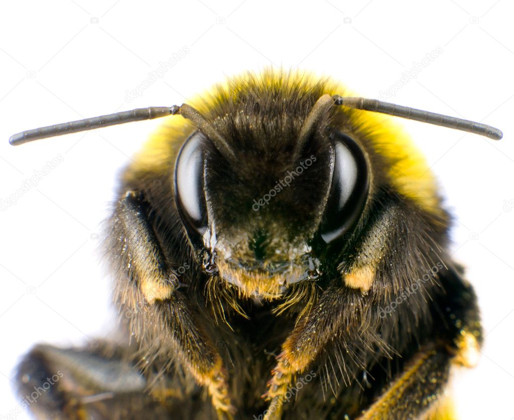Ultra Macro of Bumblebee Head with Antennas — Stock Photo © tr3gi #9783473