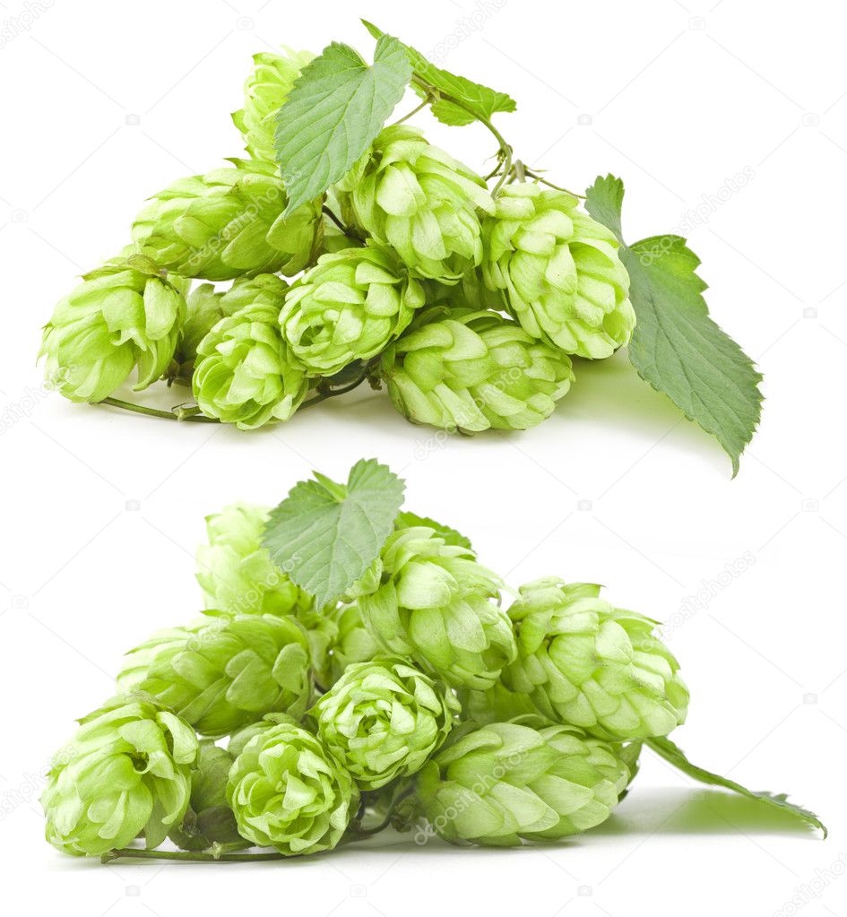 Collection of hops Stock Photo by ©msk_nina 9973852