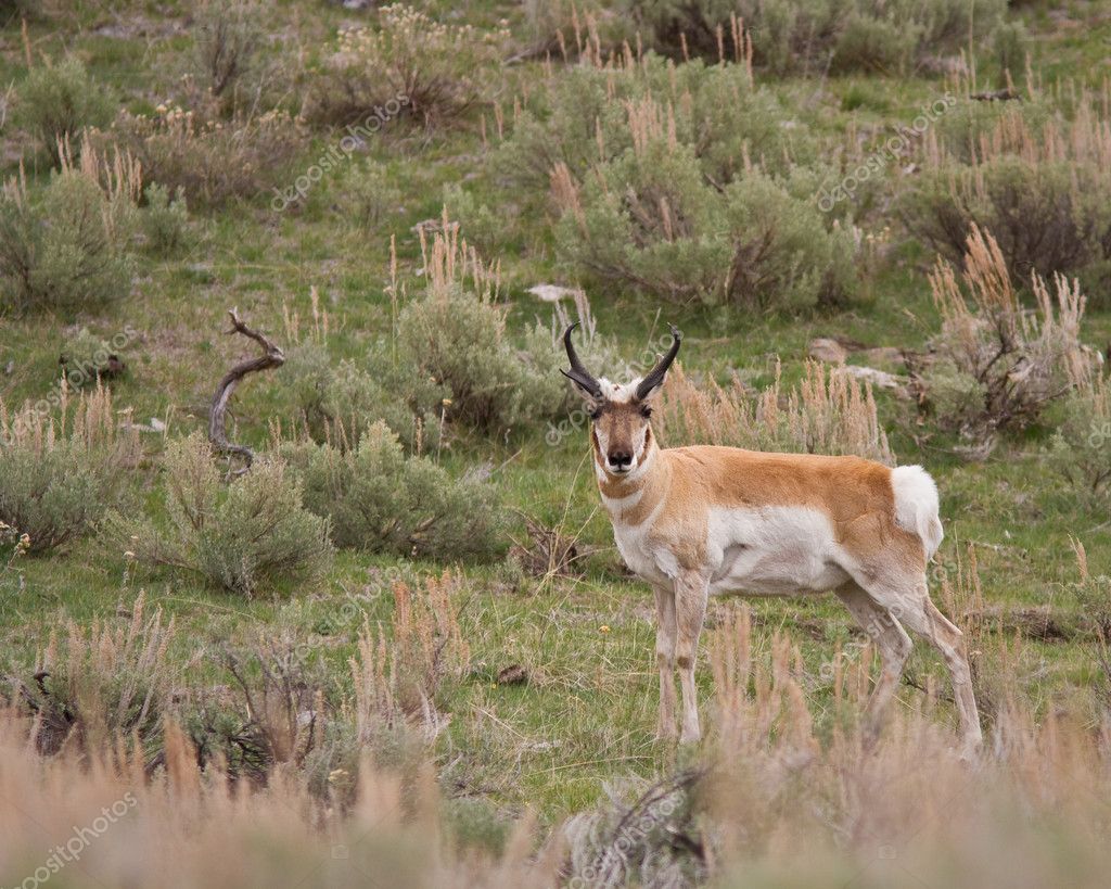 Cuerno de cerdo 2024