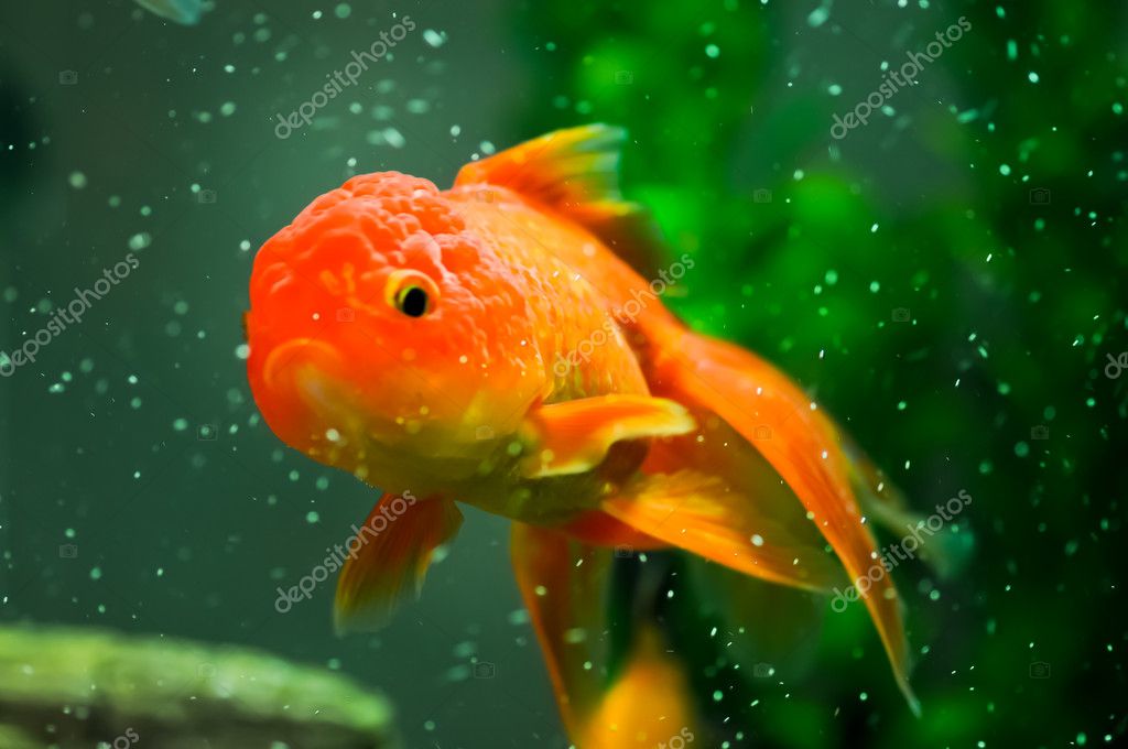 Gold oranda goldfish — Stock Photo © calvste #7996691