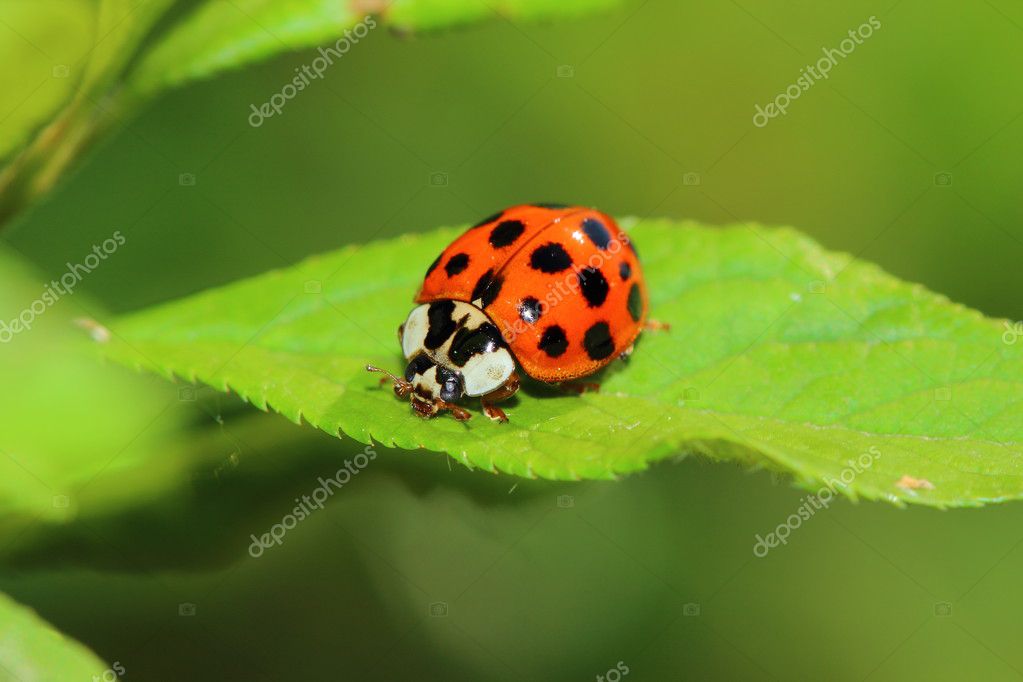 Ladybug — Stock Photo © meikesen #10445295