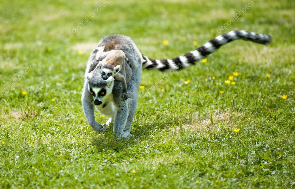 Maki monkey with youngster — Stock Photo © harriemuis #10727079