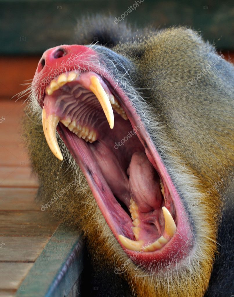 Mouth of monkey - baboon — Stock Photo © itsmejust #8233223