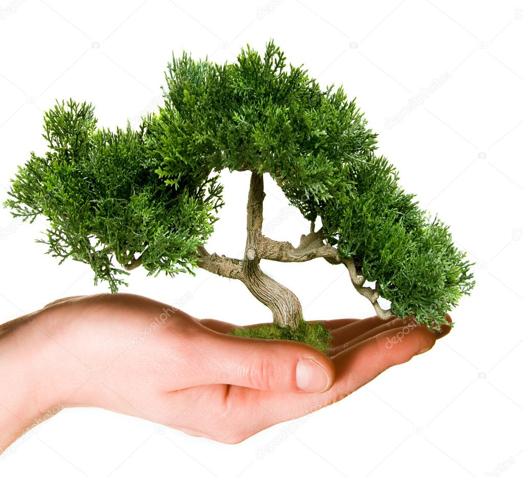 Hand holding tree — Stock Photo © melis82 #8829002
