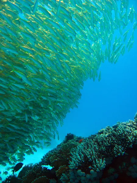 Goat fish Stock Photos, Royalty Free Goat fish Images | Depositphotos