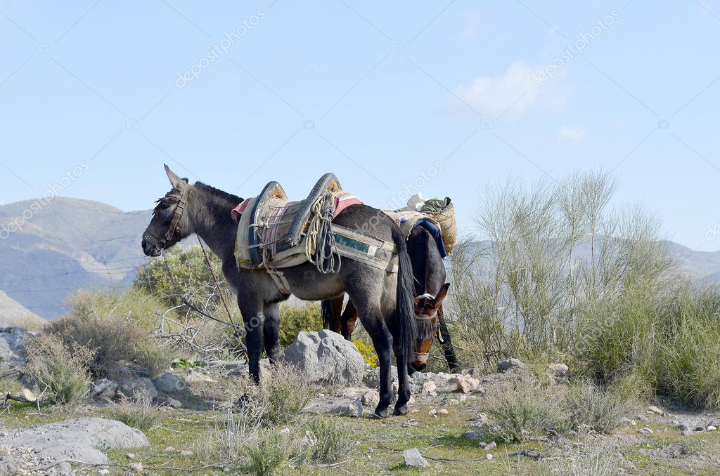 Spanish mules — Stock Photo © indalo #9468248
